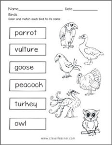Birds Activities – CleverLearner Preschool Resources