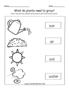 Plant Needs – CleverLearner Preschool Resources