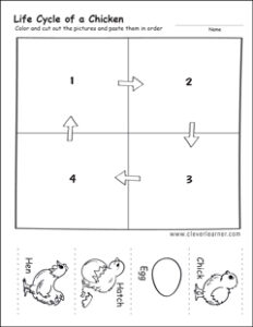 Life Cycles Preschool Stem Activities – CleverLearner Preschool Resources