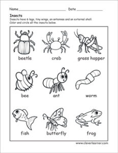 What is an insect worksheet for preschools? – CleverLearner Preschool ...